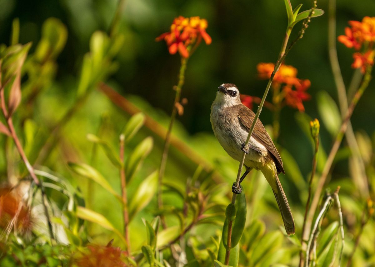 'Yellow vented Bulbul' Poster, picture, metal print, paint by ...