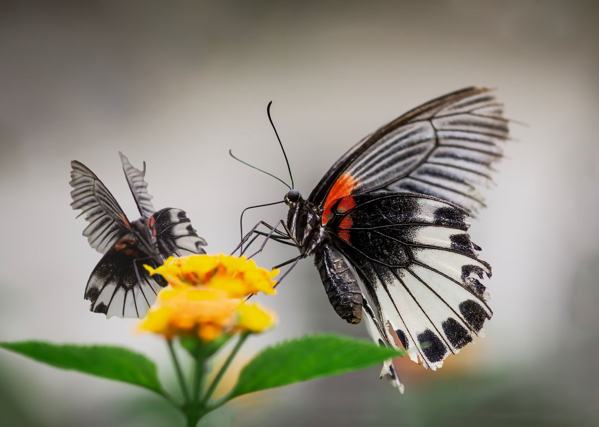 'Phoenix Butterfly' Poster, picture, metal print, paint by HanPing ...