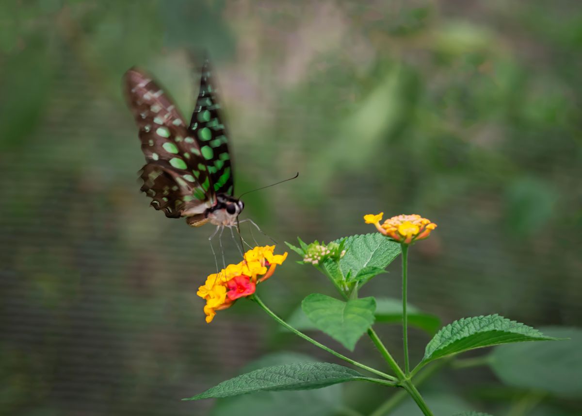 'Green Spotted Butterfly' Poster, picture, metal print, paint by ...