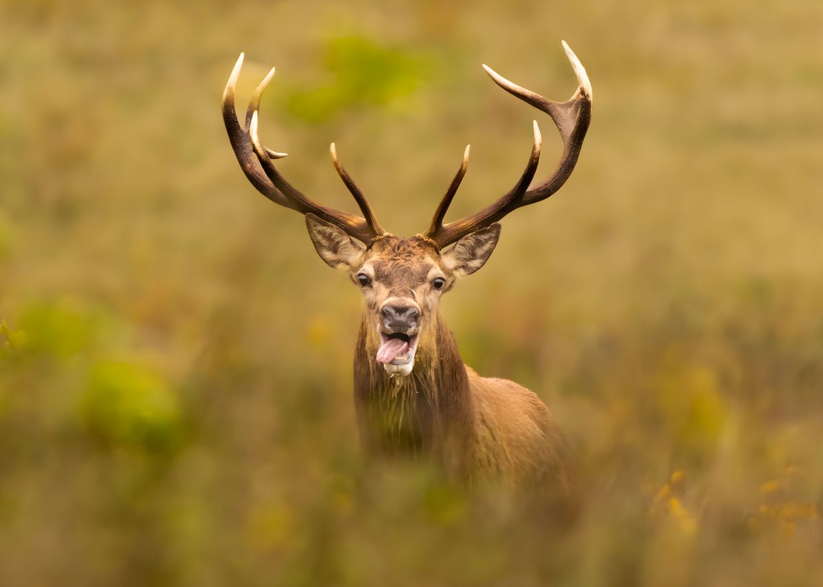 'WAZZZZUP deer' Poster, picture, metal print, paint by Benoit Boulanger ...