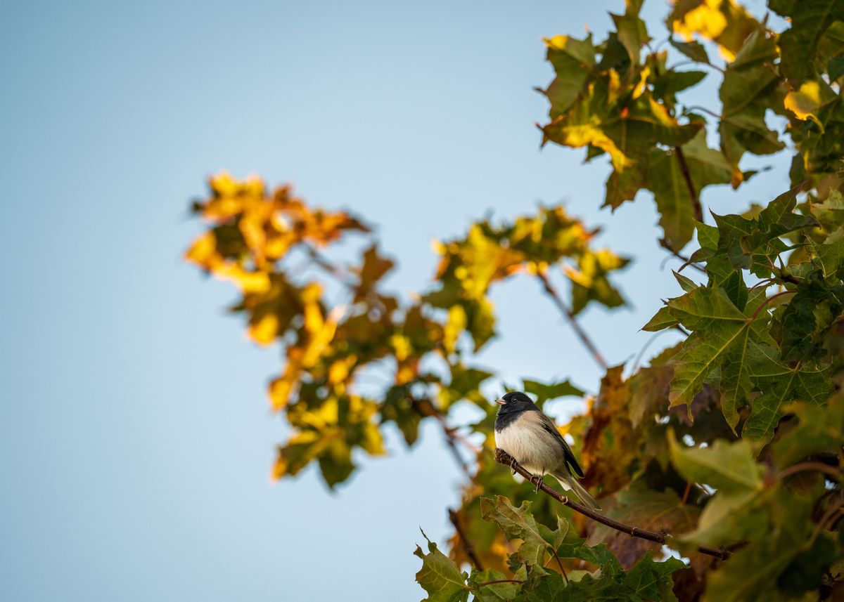 'Black Capped Chickadee' Poster, picture, metal print, paint by Wilson ...