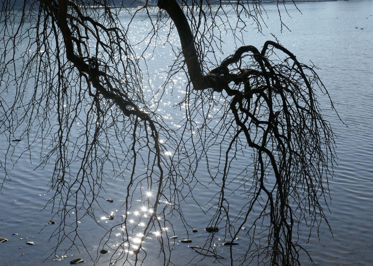 'sparkling' Poster, picture, metal print, paint by Daniela Jäger | Displate