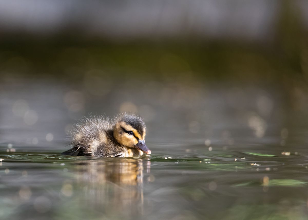 'Cute duckling' Poster, picture, metal print, paint by Félix Furger ...