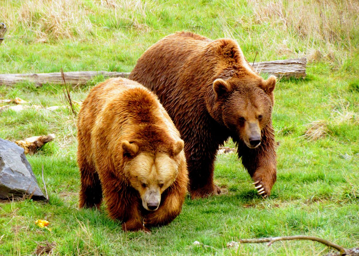 'A PAIR OF BEARS' Poster, picture, metal print, paint by LuckStory ...