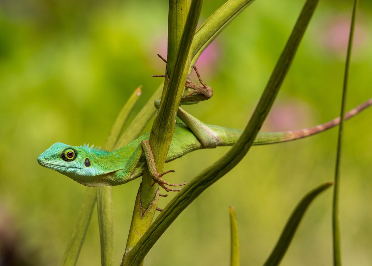 'Green Crested Lizard' Poster, picture, metal print, paint by ...