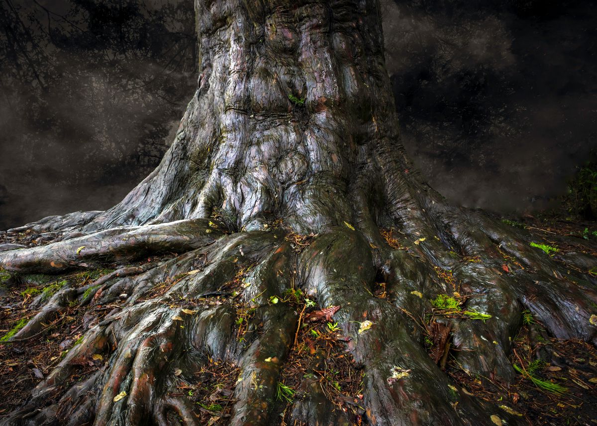 'An ancient tree trunk' Poster, picture, metal print, paint by Leighton ...