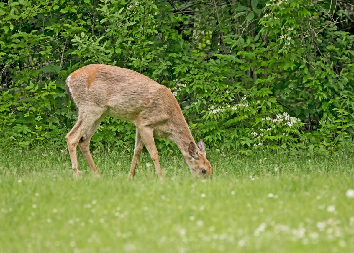 'Doe deer grazing' Poster, picture, metal print, paint by Katie Flenker ...