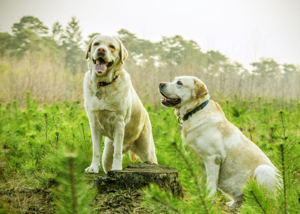 'DOG' Poster, picture, metal print, paint by LuckStory | Displate