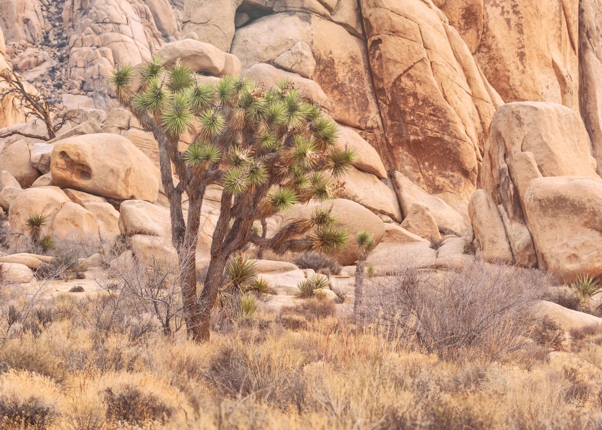 'Joshua Tree' Poster, picture, metal print, paint by Jonathan Nguyen ...