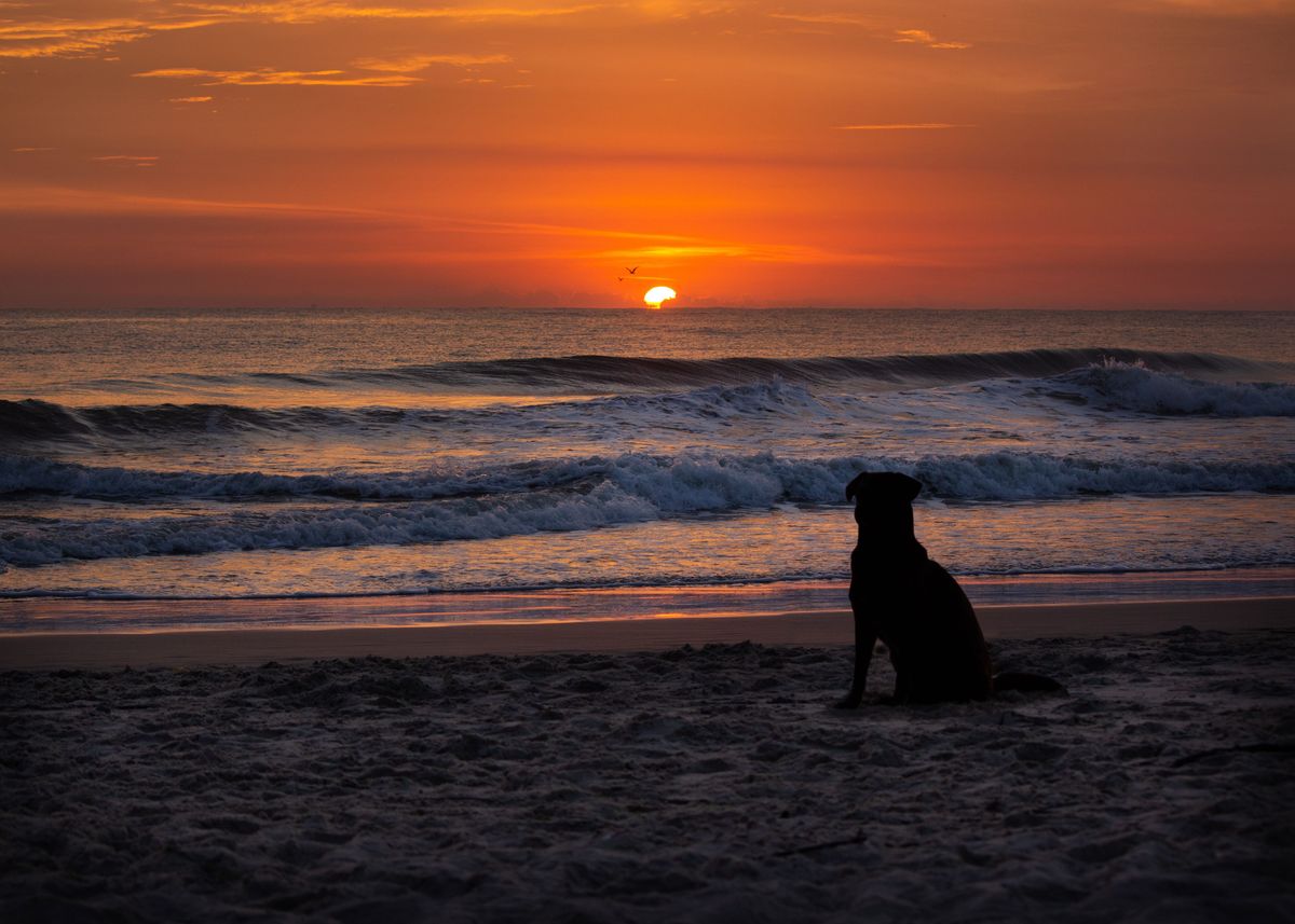 'Dog and sunrise' Poster, picture, metal print, paint by Helinton ...