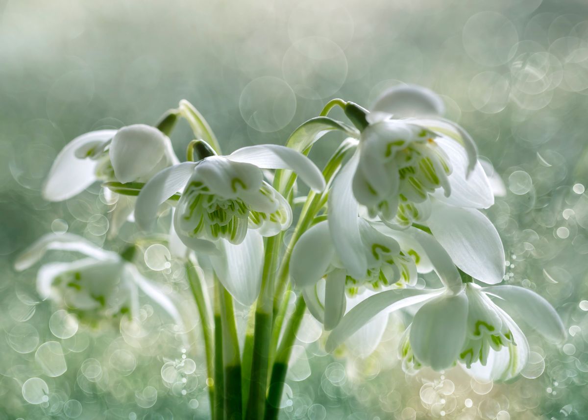 'White snowdrops, flowers' Poster, picture, metal print, paint by ...