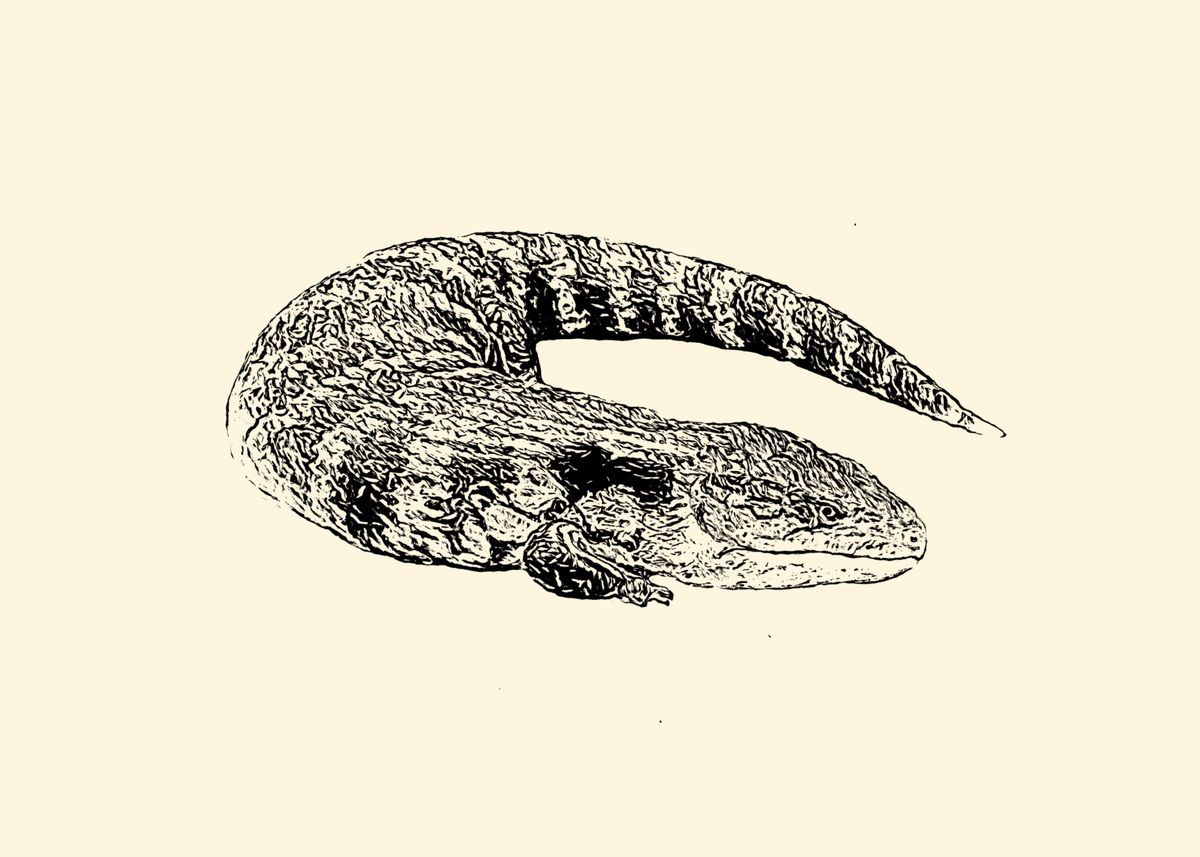 'Skink' Poster, picture, metal print, paint by Gyula Gvardián | Displate