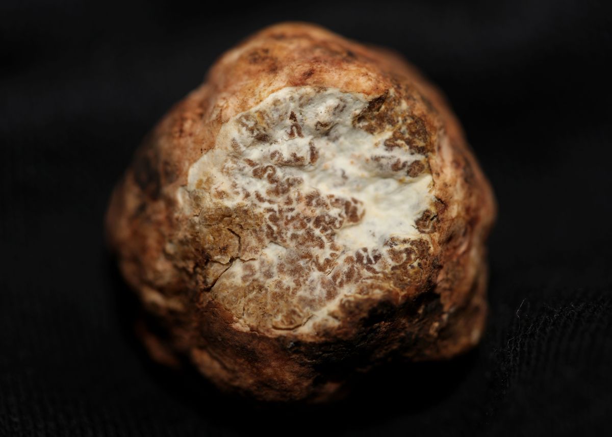 'White truffle mushroom' Poster by BakalaeroZz Photography | Displate