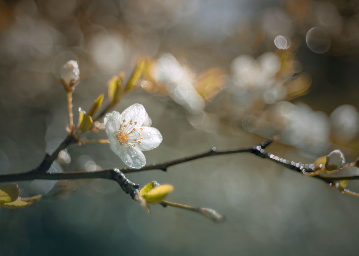 'Spring twigs and flowers' Poster, picture, metal print, paint by ...