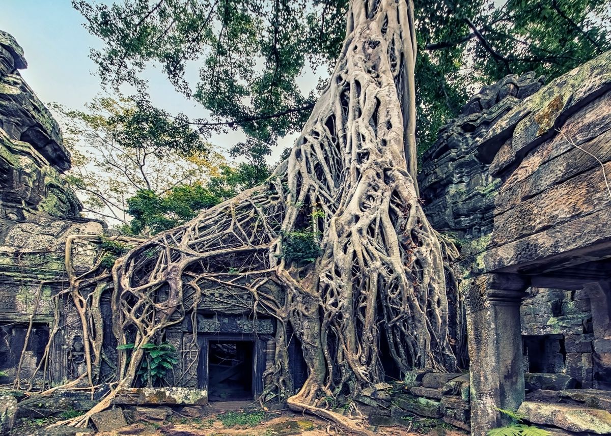 'Ta Prohm Temple' Poster, picture, metal print, paint by Mango Art ...