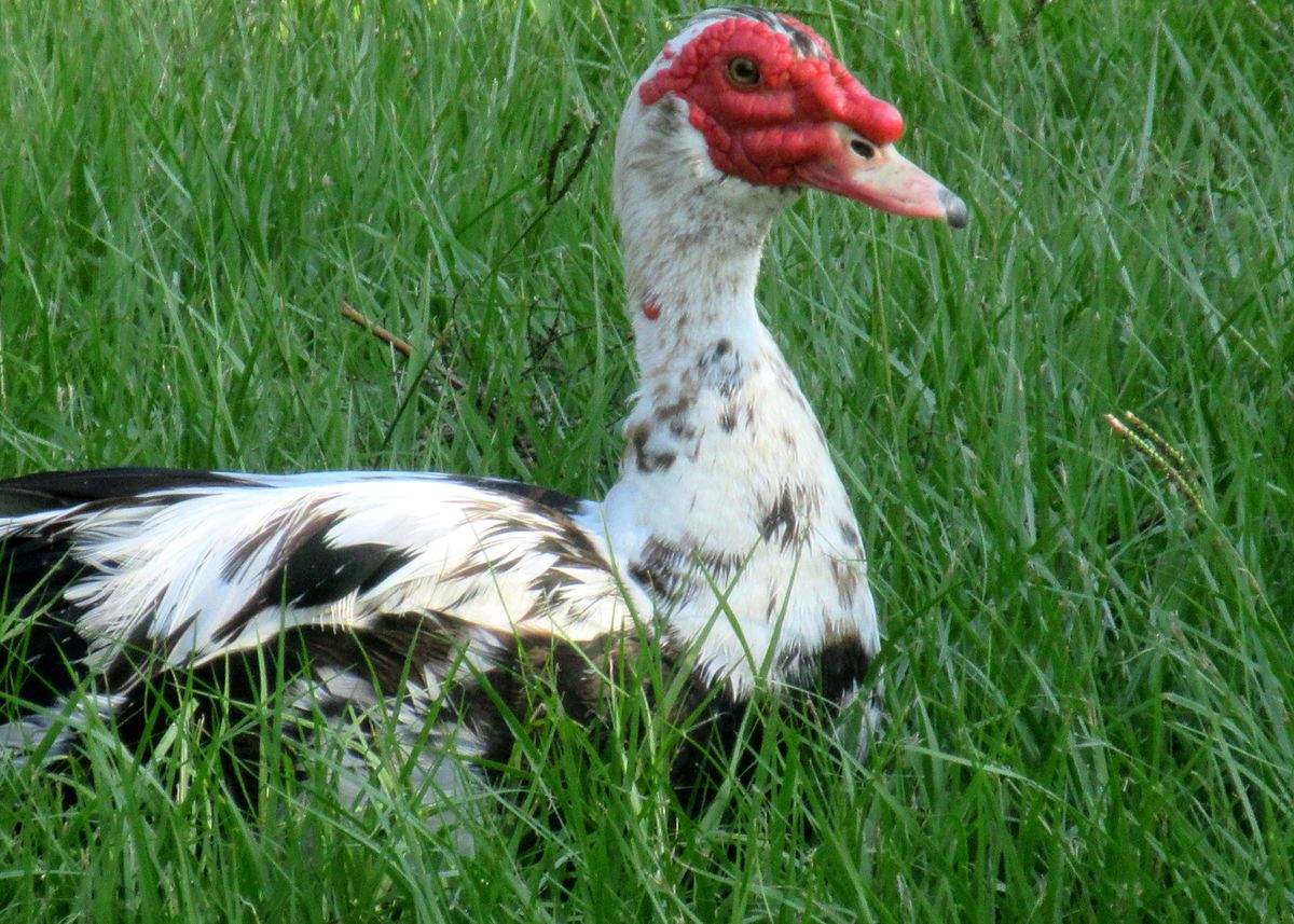 'Fancy Duck' Poster, picture, metal print, paint by Rosie Brown | Displate