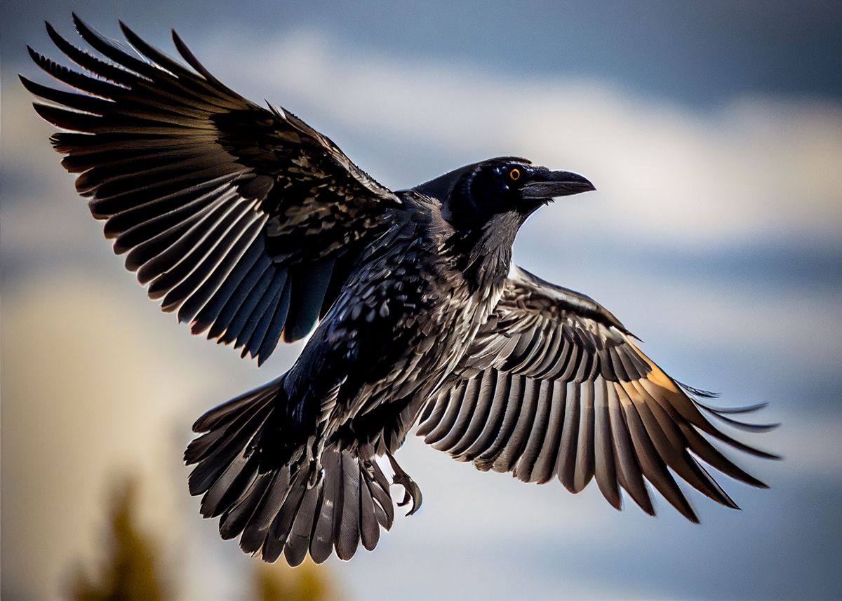 'crow' Poster, picture, metal print, paint by FotoRichter | Displate