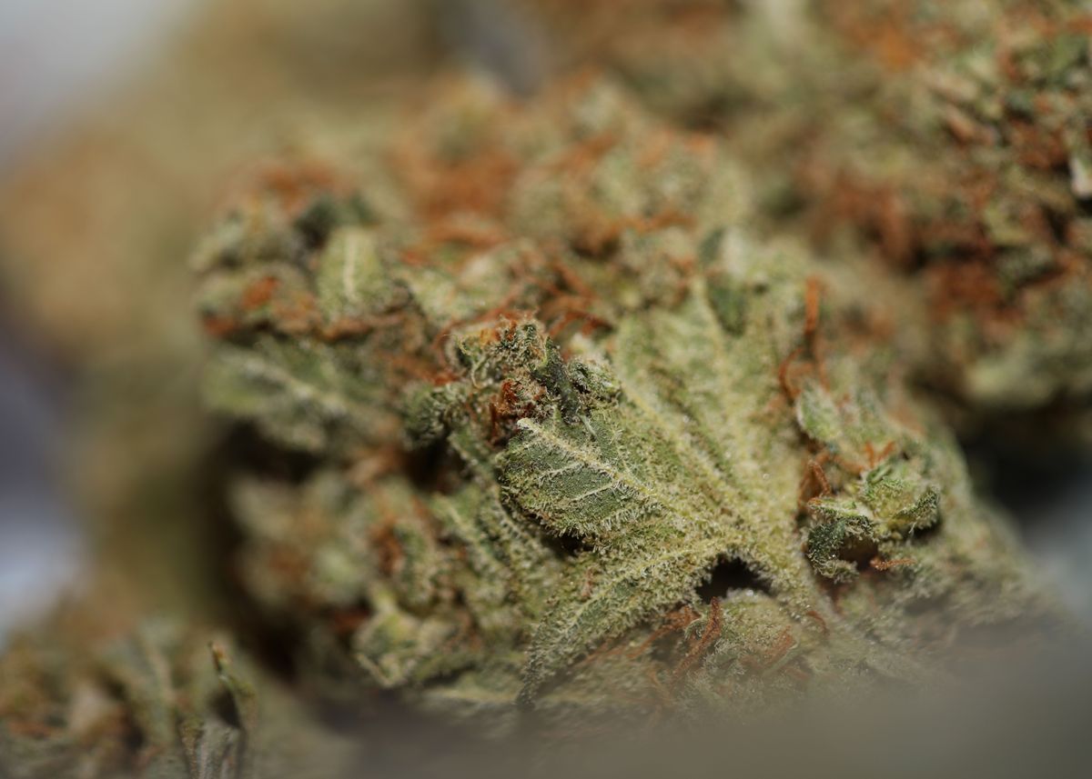 'Medical marijuana close up' Poster, picture, metal print, paint by ...