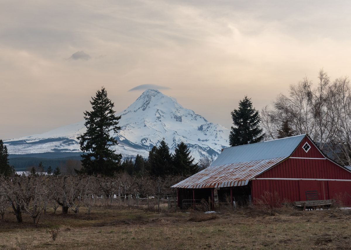 'Mt Hood and red barn' Poster, picture, metal print, paint by Nicholas ...