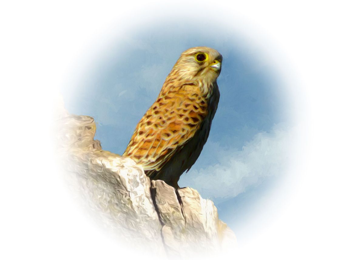 'Kestrel' Poster, picture, metal print, paint by Gyula Gvardián | Displate