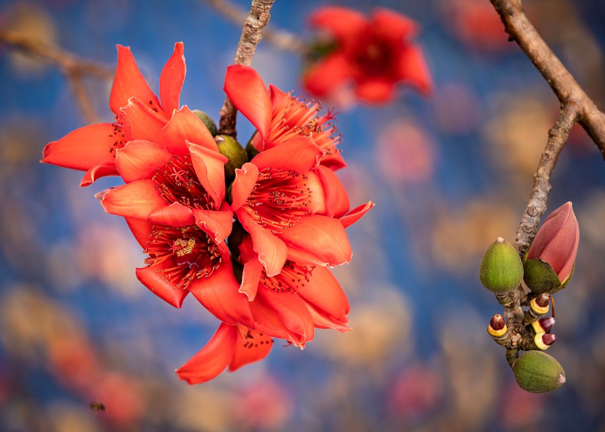 'Bombax ceiba blossoms' Poster, picture, metal print, paint by Thanh ...