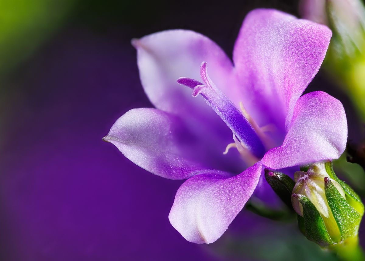 'Ambella bellflower' Poster, picture, metal print, paint by Giuseppe ...