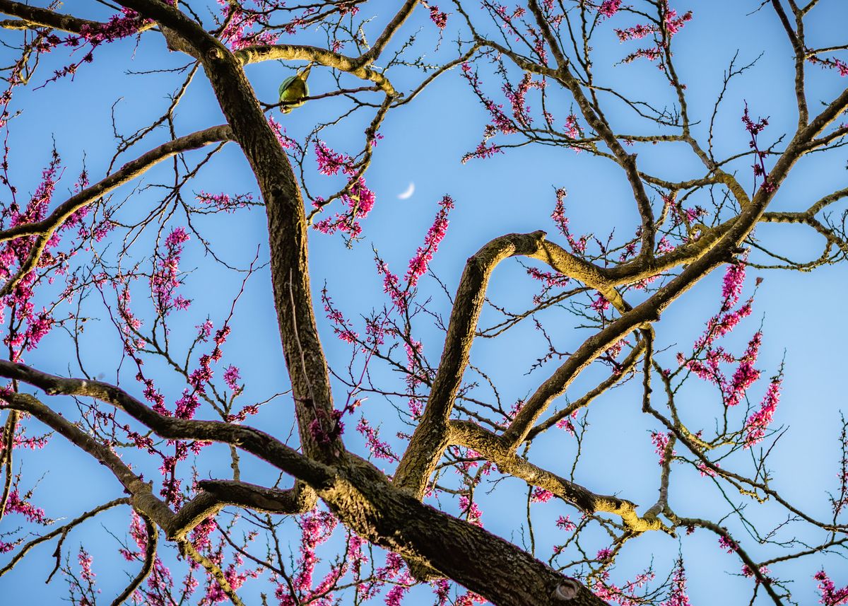 'Pink Cherry trees and moon' Poster by Vardi Creations | Displate