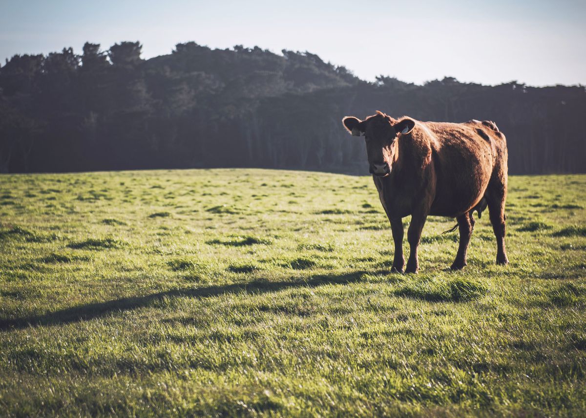 'Cow' Poster, picture, metal print, paint by DombaHitam Studio | Displate