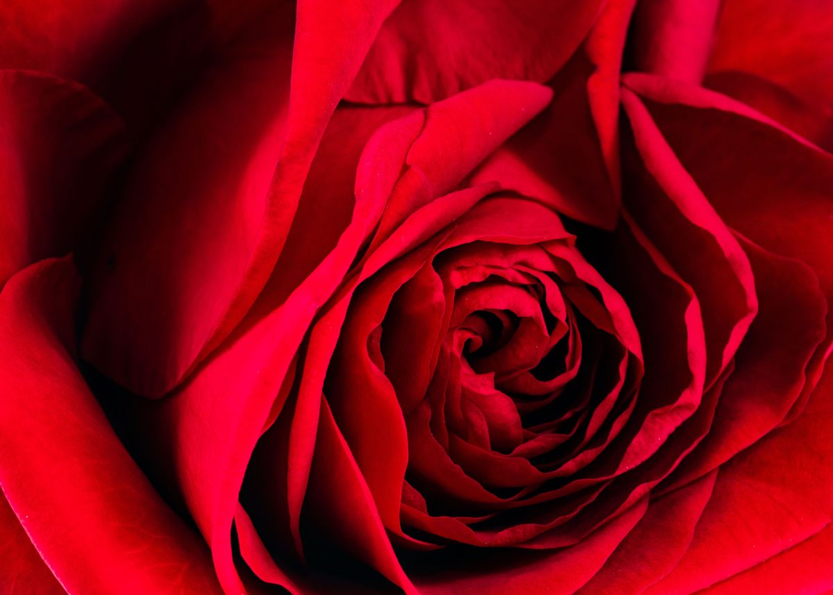 'Lady red rose' Poster, picture, metal print, paint by Beata Tabak ...