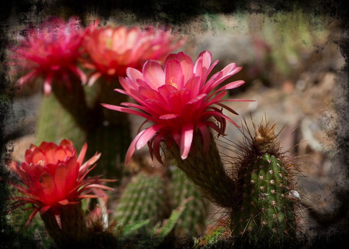 'Blooming Cactus Flower' Poster, picture, metal print, paint by Michael ...