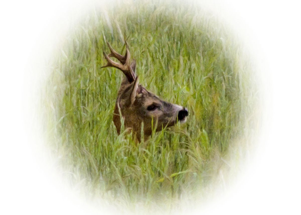 'Roebuck' Poster, picture, metal print, paint by Gyula Gvardián | Displate