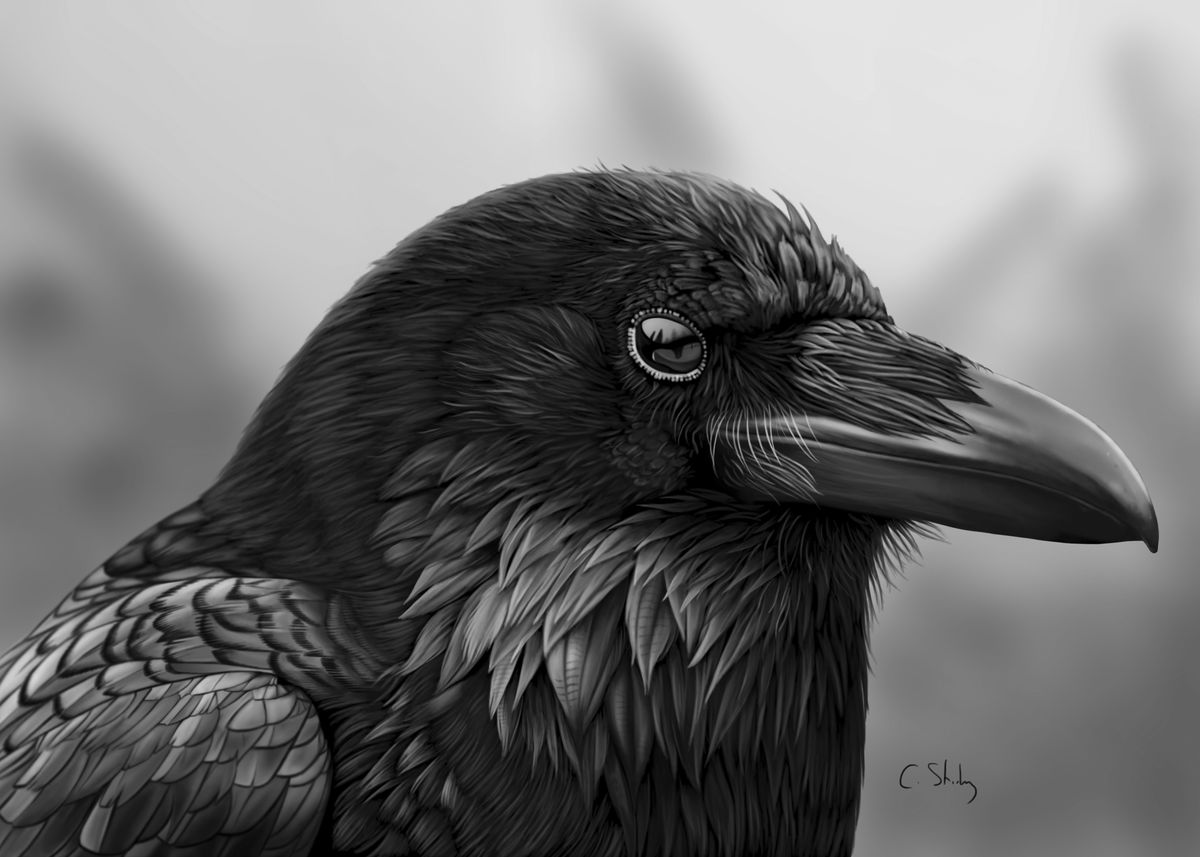 'Raven Study 01 BW' Poster, picture, metal print, paint by Craig ...