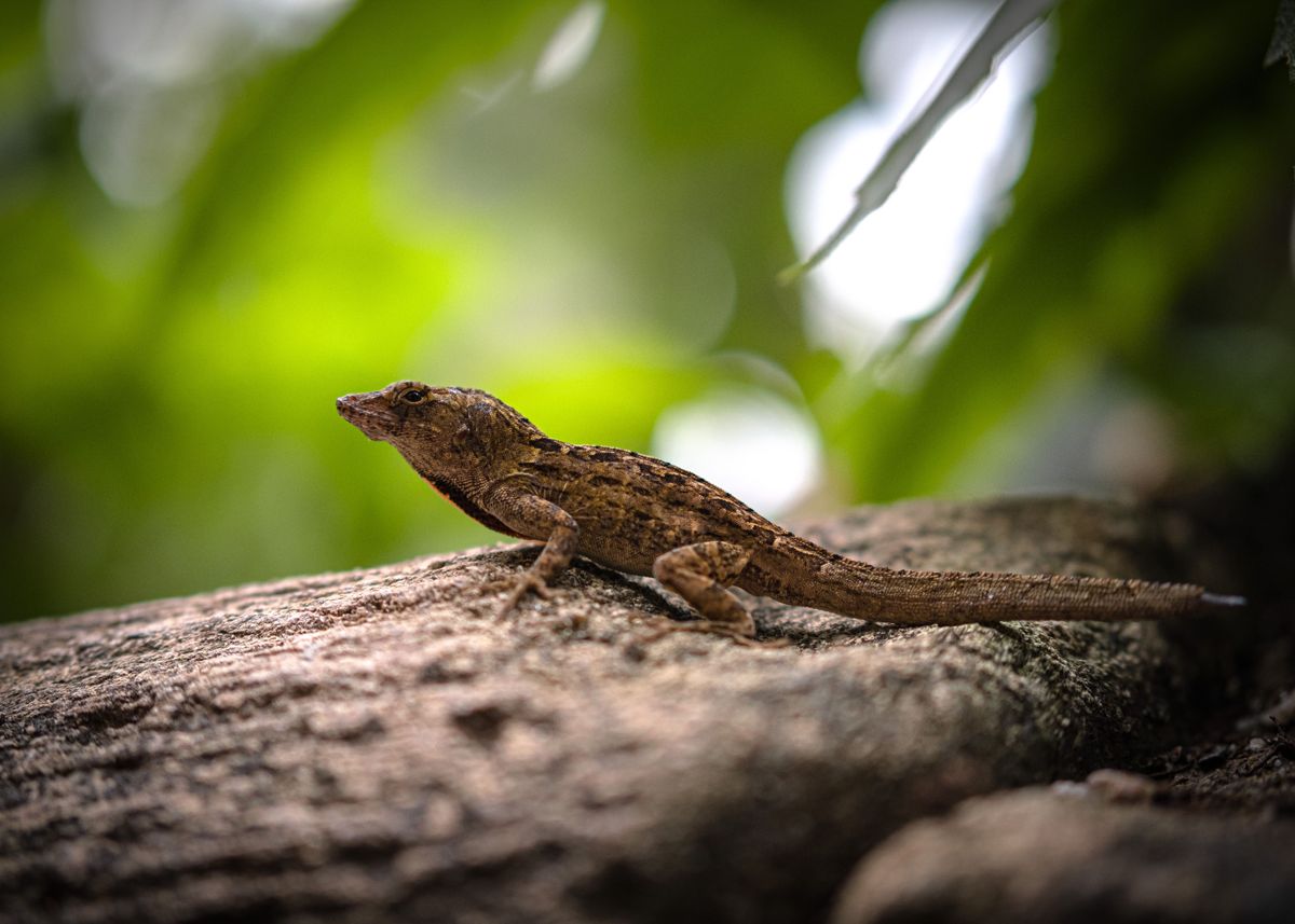 'Anolis' Poster, picture, metal print, paint by Steven van Horick ...