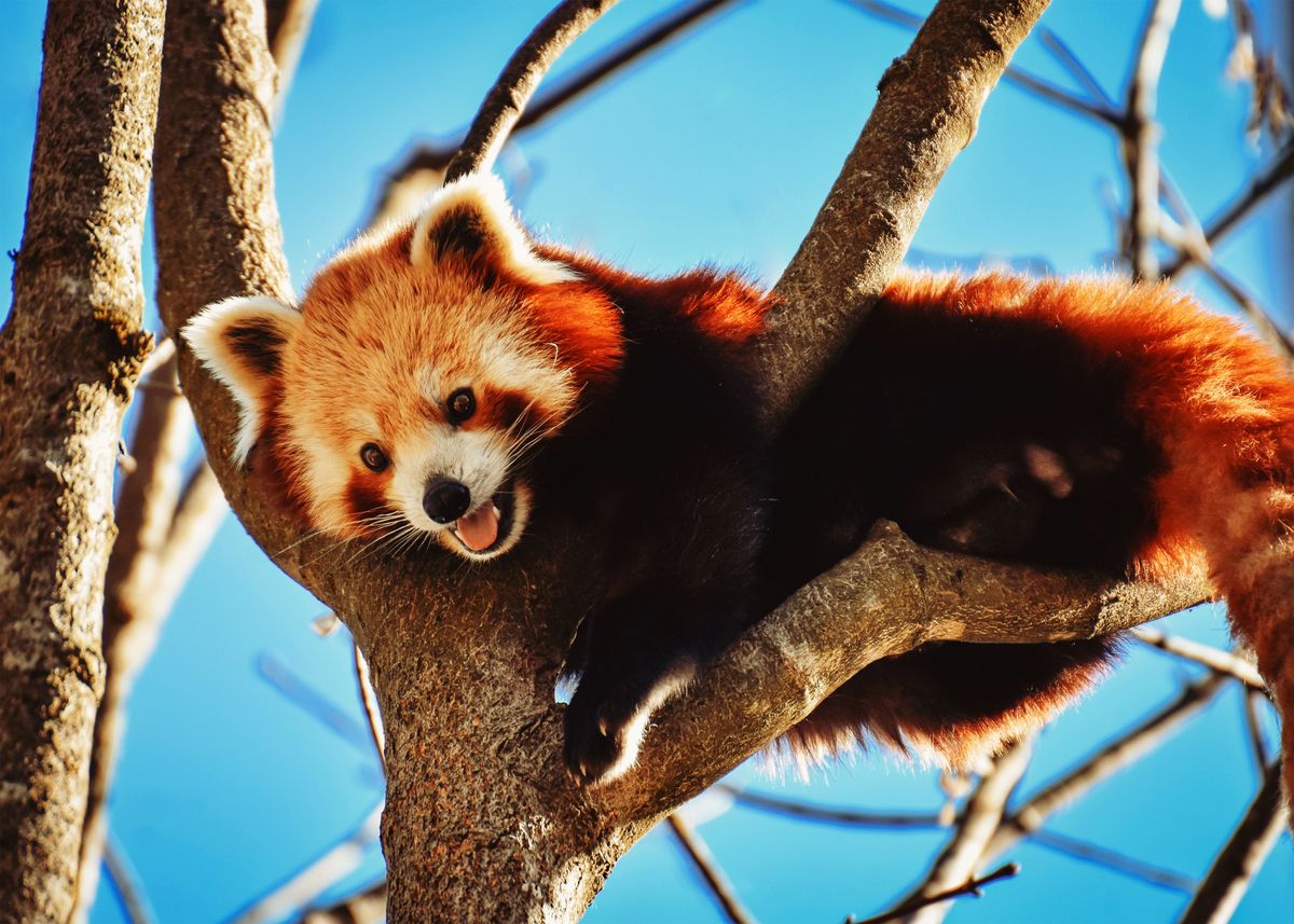 Smiling Red Panda