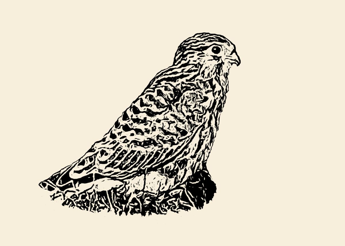 'Kestrel' Poster, picture, metal print, paint by Gyula Gvardián | Displate