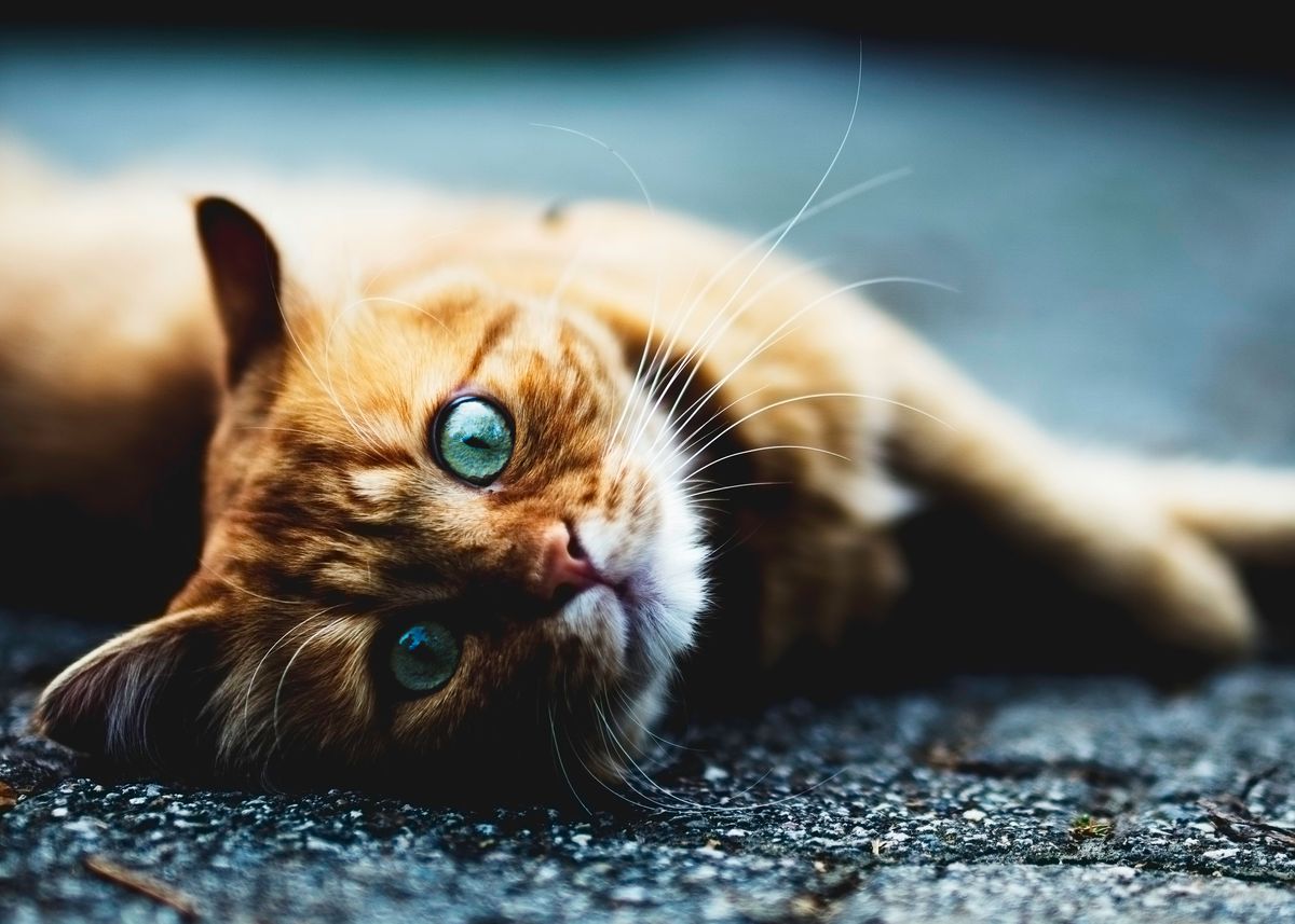 'Orange Cat' Poster, picture, metal print, paint by KrispyArt | Displate