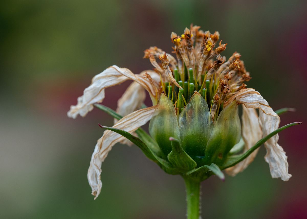 'Withered White Flower' Poster, picture, metal print, paint by Beata ...