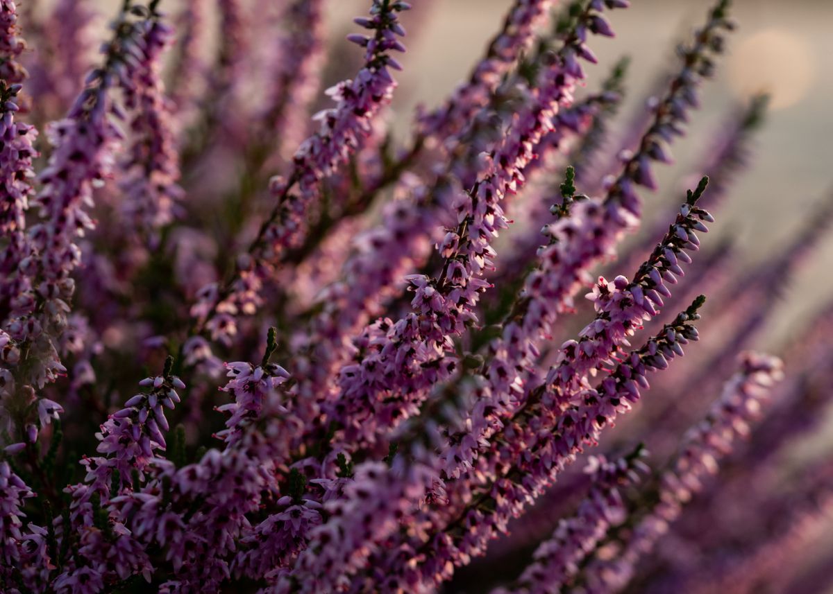 'Blooming heather' Poster, picture, metal print, paint by Beata Tabak ...