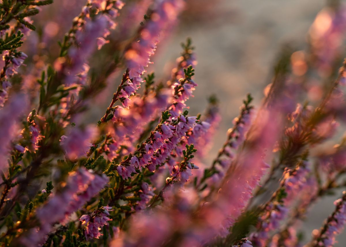 'Blooming Heather' Poster, picture, metal print, paint by Beata Tabak ...