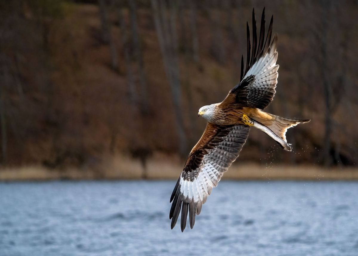 'Roter Milan mit Beute' Poster, picture, metal print, paint by Andre ...