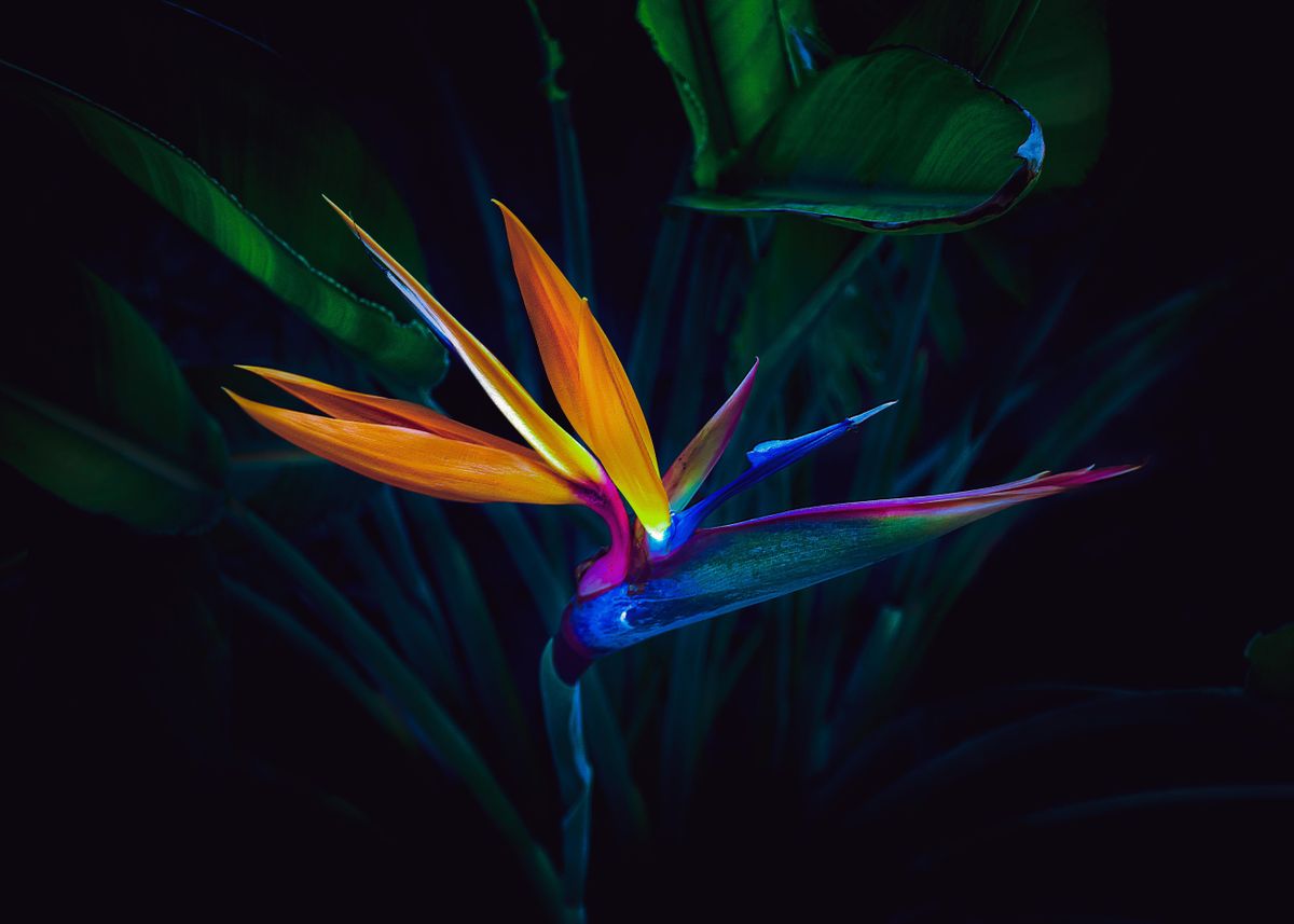 'night fivecolor flower' Poster by Travel Travel | Displate