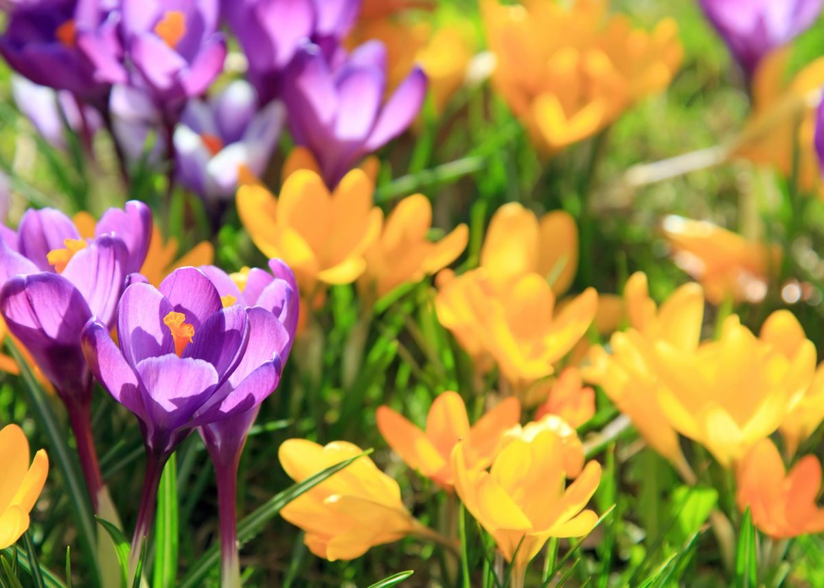 'Crocuses' Poster, picture, metal print, paint by Robert Design | Displate