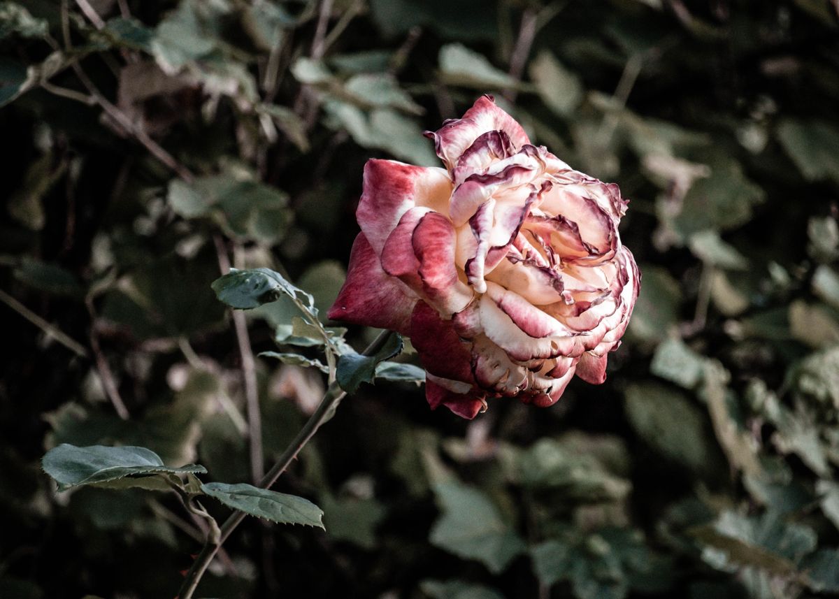 'Withered Rose' Poster, picture, metal print, paint by Kai Biermann ...