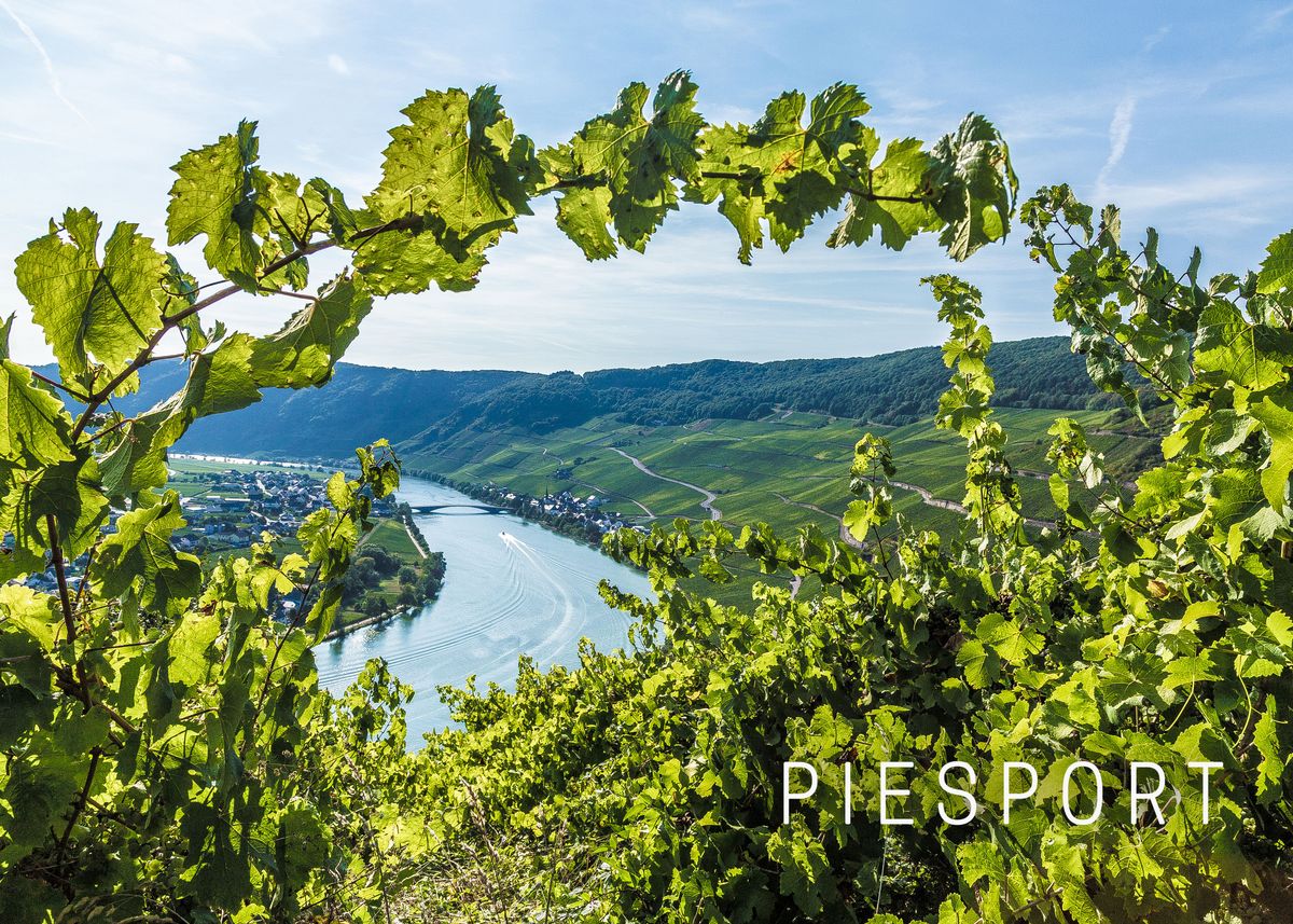 'Piesport Moselle Vineyard' Poster, picture, metal print, paint by Nils ...