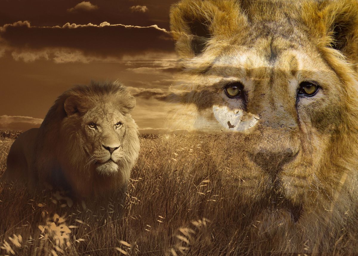 'Lion and Sunset' Poster, picture, metal print, paint by Erika ...