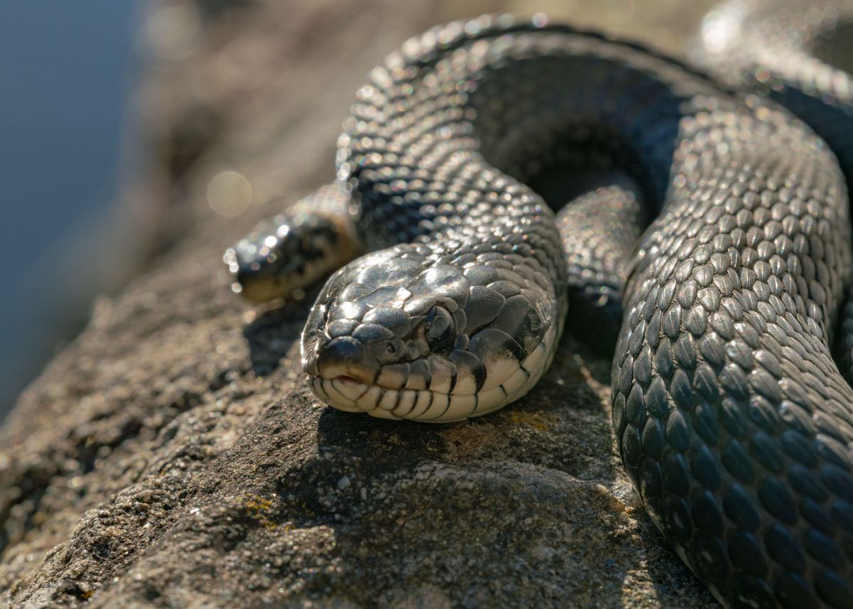 'Female grass snake' Poster, picture, metal print, paint by Mats Galdal ...