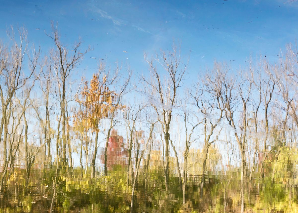 'Autumn tree reflection' Poster, picture, metal print, paint by Katie ...