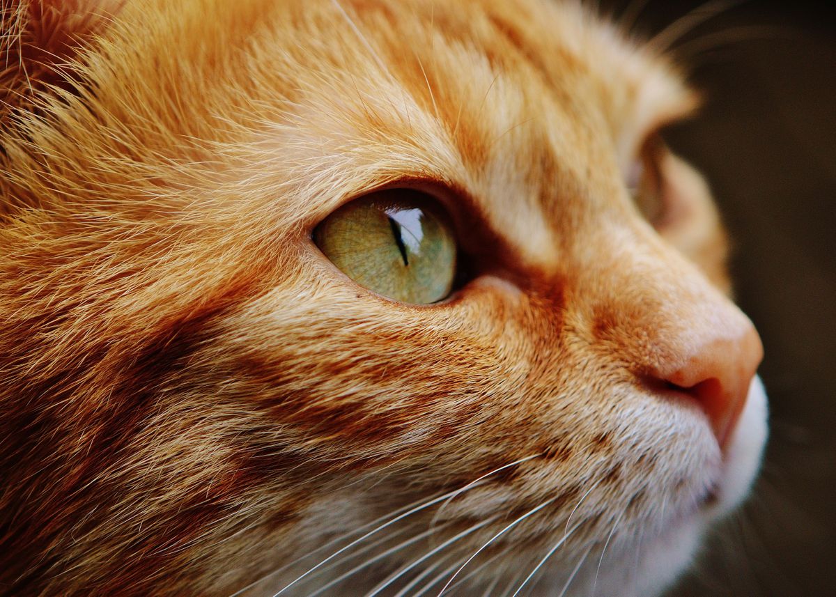 'Orange Cat' Poster, picture, metal print, paint by KrispyArt | Displate