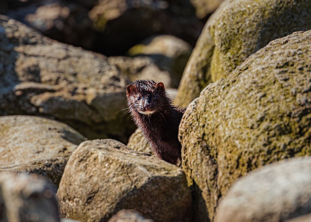 'Mink' Poster, picture, metal print, paint by Mats Galdal Rugland ...