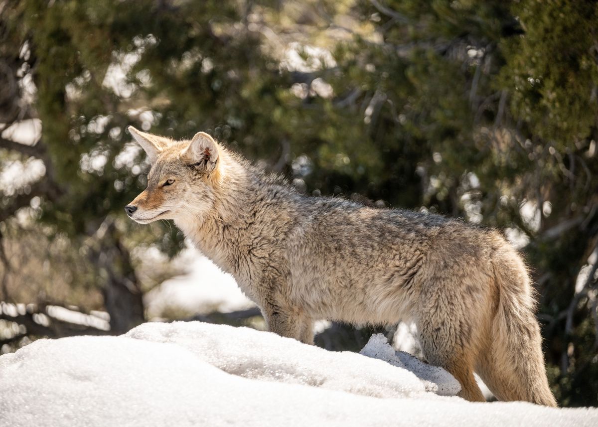 'Snow Gray Fox' Poster by Done4 Today | Displate